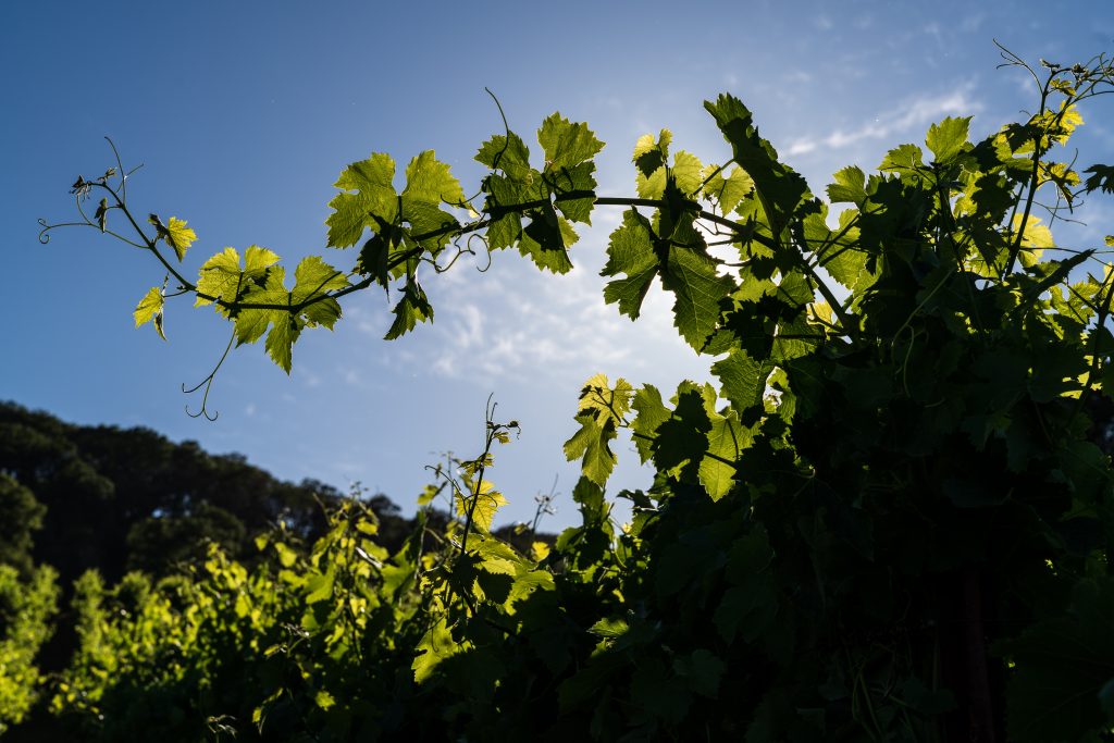 Our Wines - Jack Winery